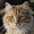 Generate realistic cat images for you by Wolfbyte_labs | Fiverr