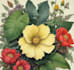 Draw your flowers fruits vegetable and botanical plants by Melvun | Fiverr