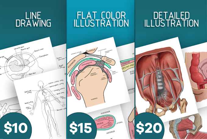 12 Best freelance anatomy illustrators for hire in February 2025