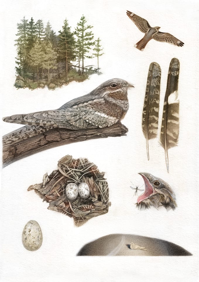 12 Best freelance scientific illustrators for hire in December 2025