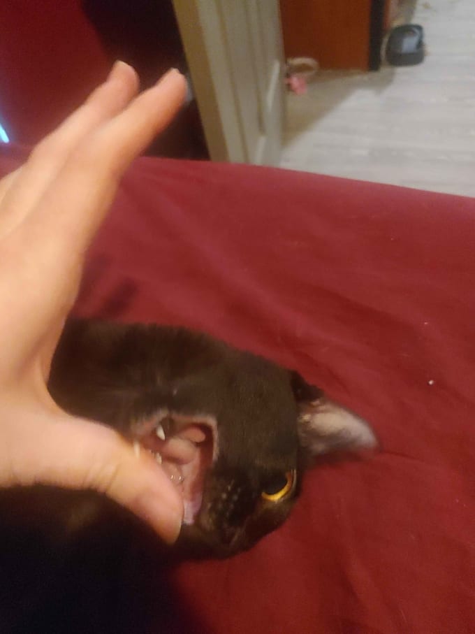 12 Best freelance voice actors for hire in May 2025