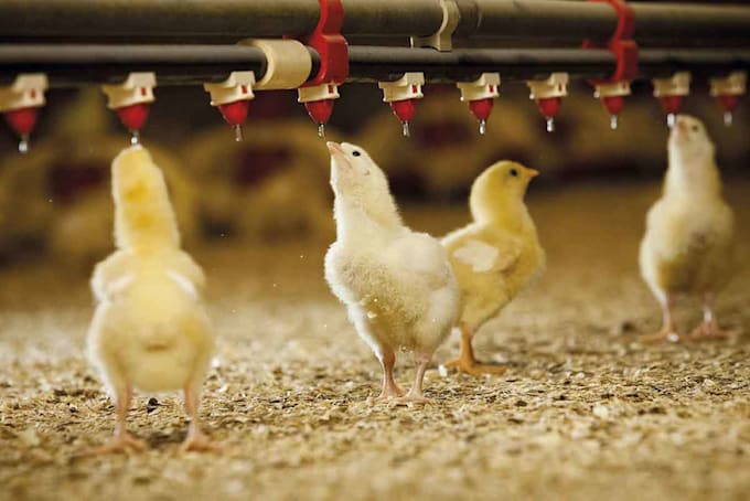 12 Best freelance farming experts for hire in April 2025