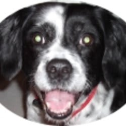 Share with you tips and advice for new dog owners by Petdetective | Fiverr