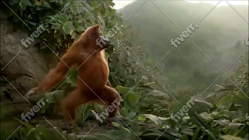 dancing monkey gif funny