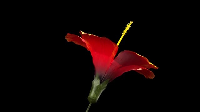Do realistic 3d flower design texture with realistic animation ...