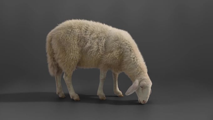 3d realistic animal model, 3d animal animation, animal fur hair ...