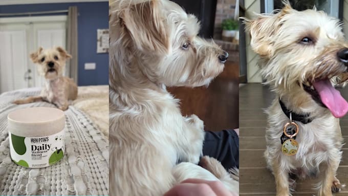 Create dog ugc videos for your pet brand by Pughsreview | Fiverr