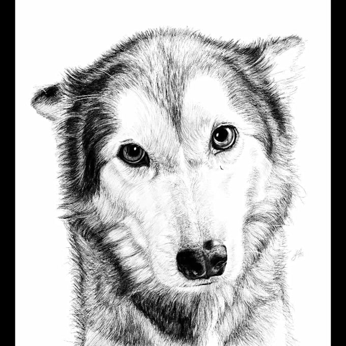 Draw your favourite pet by Sophieart6 | Fiverr