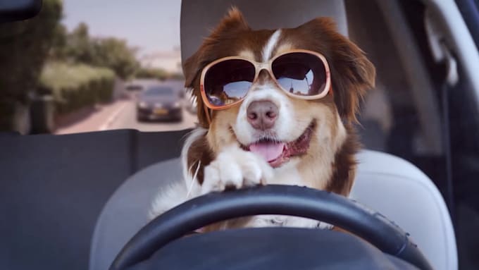 Create this funny driving dog video ad for your business by Pickera ...