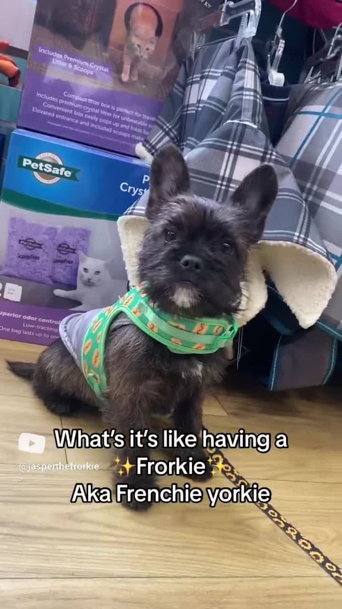 Create dog ugc content for pet product video ads on tik tok by ...