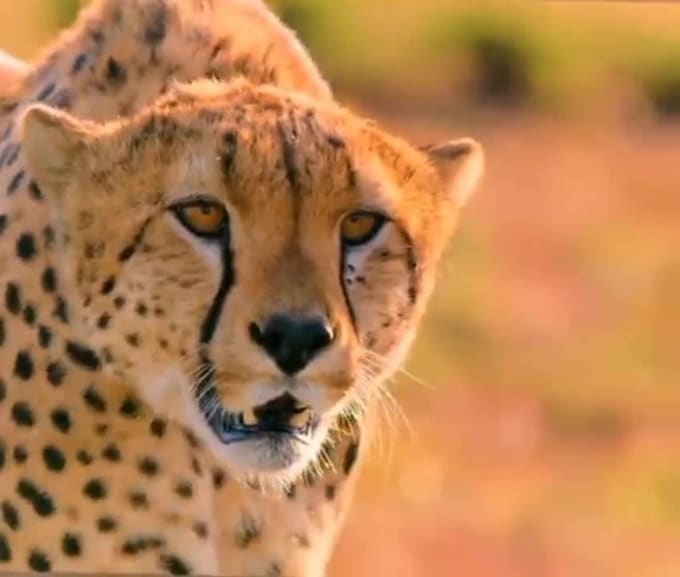 Create a monetizable wild animal documentary videos for youtube by ...