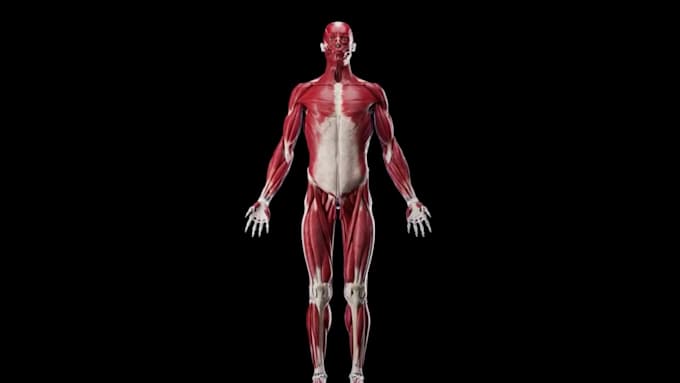 Create 3d medical animation 3d human anatomy skeletal model 3d anatomy ...