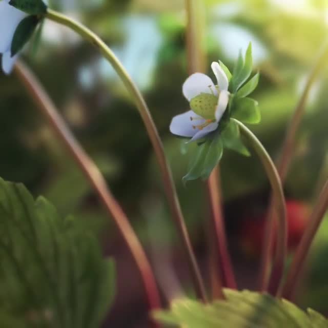Render realistic 3d flower animation ,3d plant design, 3d flower ...
