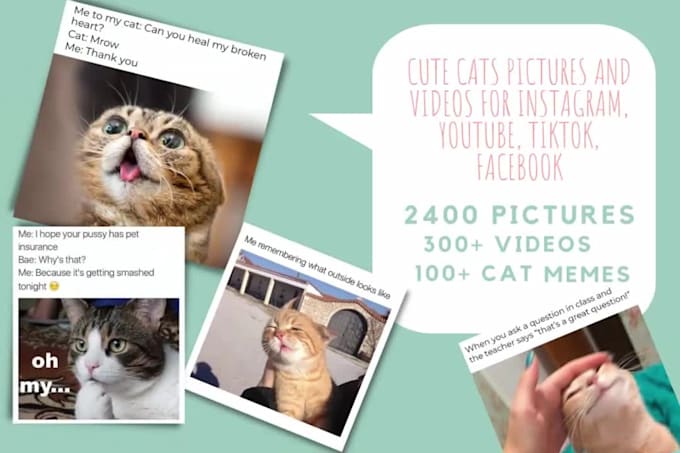 Send 2400 cute cats kittens viral pictures and videos by Vhien62 | Fiverr
