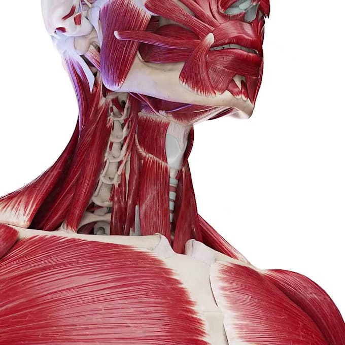 Do aesthetic and well explanatory and realistic 3d medical animation ...