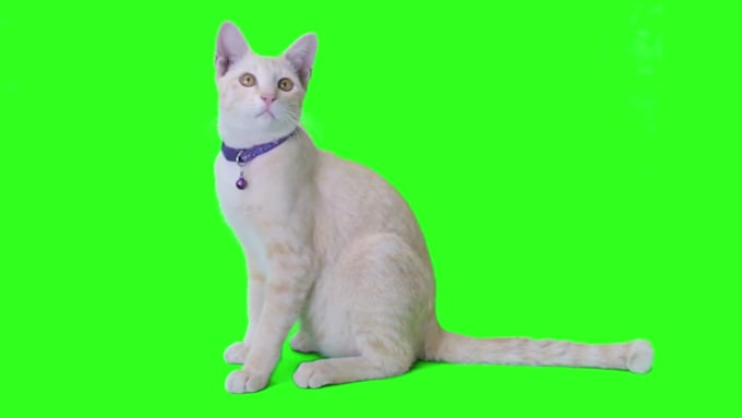 Remove green screen professionally in 24 hours by Rahan311 | Fiverr