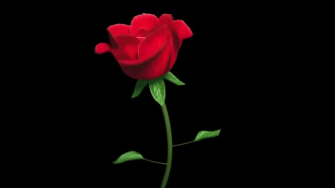 Do 3d flower animation, 3d flower, 3d cgi animation, 3d flower model ...