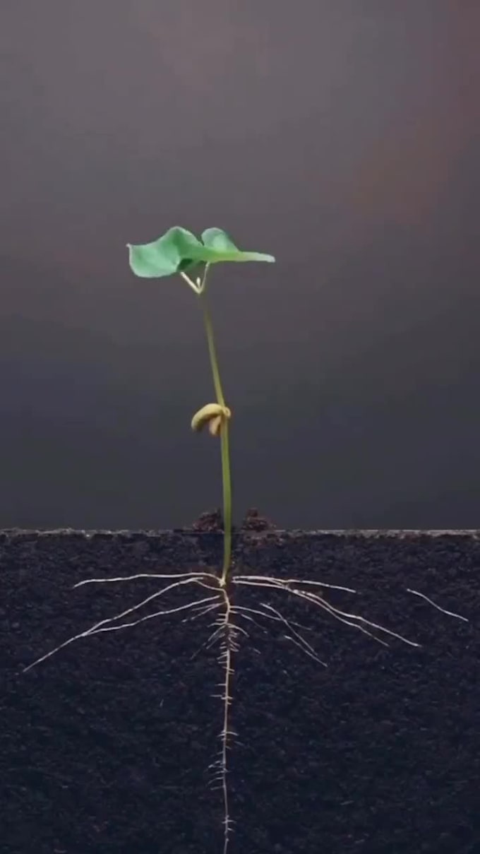 Create realistic 3d flower model, 3d plant animation, cgi flower design ...