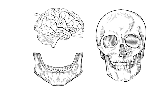 Hand draw medical illustrations, diagrams and anatomy sketches by ...