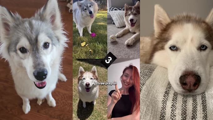 Create ugc husky dog video ads for tiktok instagram facebook by ...