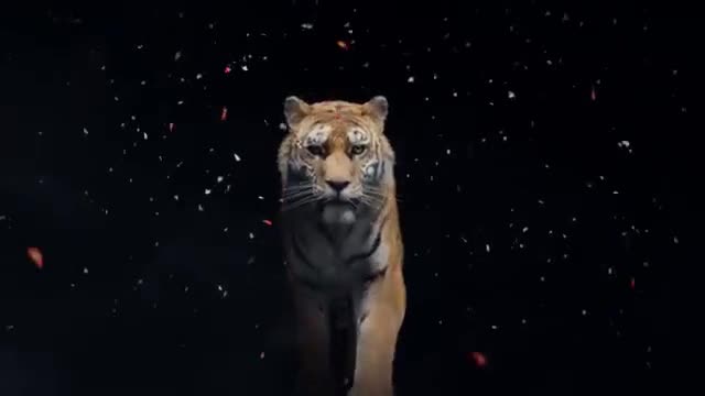 Do cgi 3d animal animation 3d animal model fur xgen groom vfx 3d ...