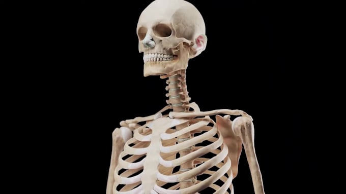 Create explainer human body skeletal 3d anatomy animation orthopedic ...