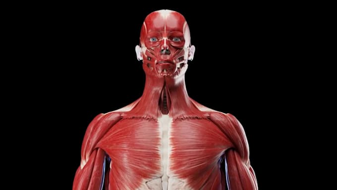 Do high quality 3d anatomy animation for medical surgery biomedical explainer by Larkanira | Fiverr