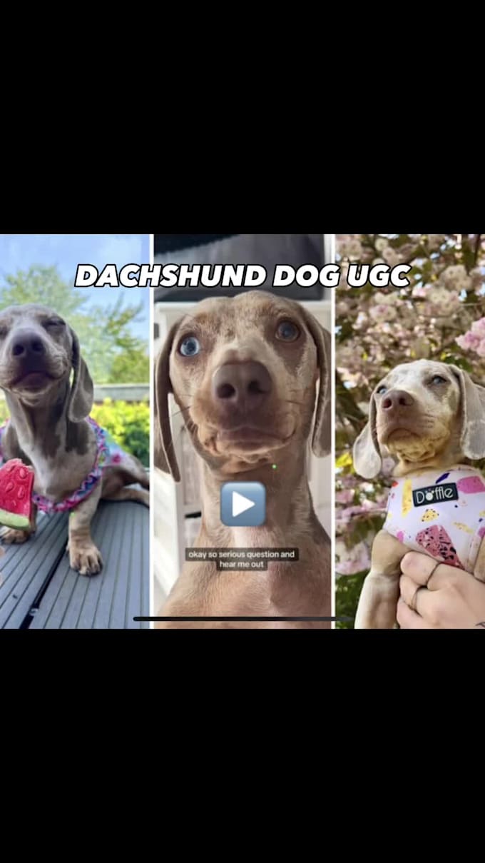 Create small dog social media ugc tiktok instagram uk by Georgiadcc ...