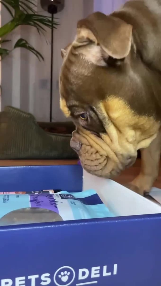 Create dog ugc for you by Lauraottugc | Fiverr