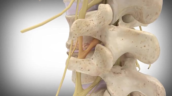 Do 3d medical anatomy animation, spine anatomy, spinal orthopedic ...