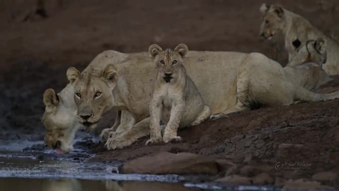 Create a copyright free wild animal documentary video for youtube by ...