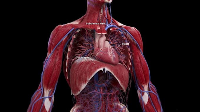 Do 3d medical animation 3d anatomy musculoskeletal orthopedic animation ...