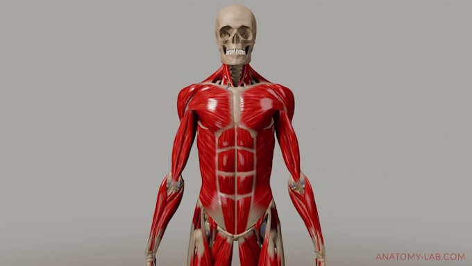 3d medical animation cgi anatomy physiology explainers surgical ...