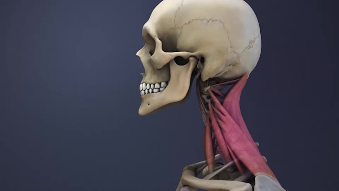Do 3d medical animation 3d anatomy structure movement animation 3d ...