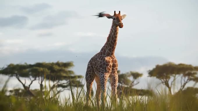 Ultra realistic 3d animal model, 3d animal rigging, 3d animal animation ...