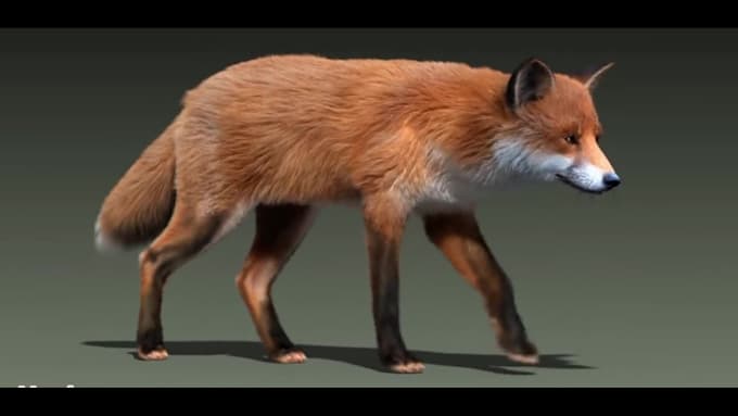 3d animal model, character model sculpting rigging with animal fur in ...