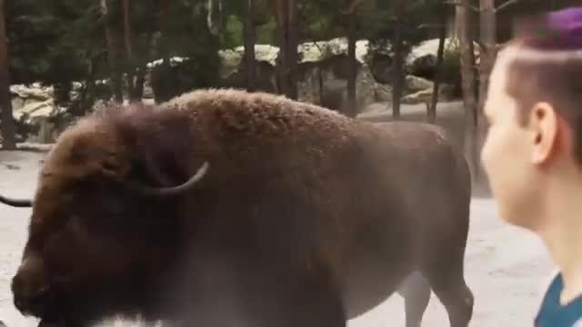 Composite vfx animal animation 3d animal model fur xgen cgi animal ...