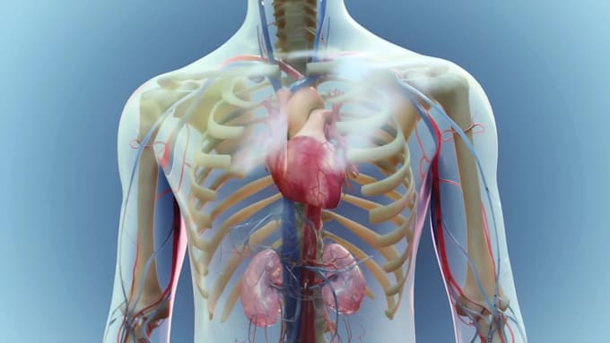 Design realistic 3d medical animations and anatomy videos by Samson ...