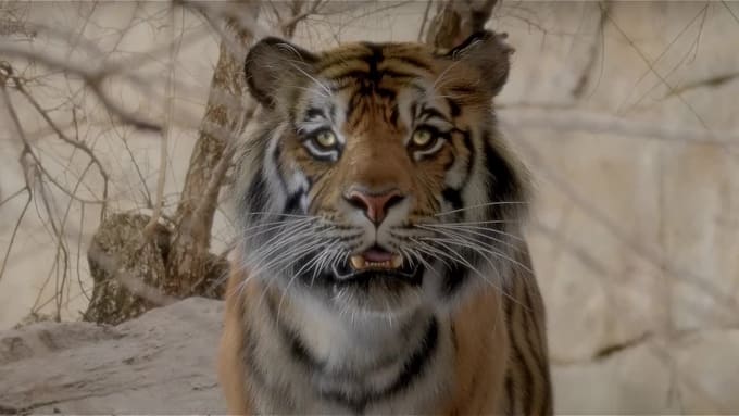 Do cgi 3d animal animation, 3d animal rigging, fur xgen, vfx composting ...