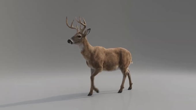 Create 3d animal animation and rigging, cgi animation for your film by ...
