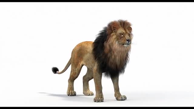 Realistic 3d animal animation, vfx cgi animation by Sumaiyu | Fiverr