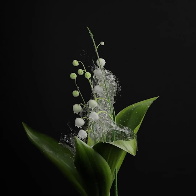 Realistic 3d flower animation, cgi plant animation, 3d flower modeling ...