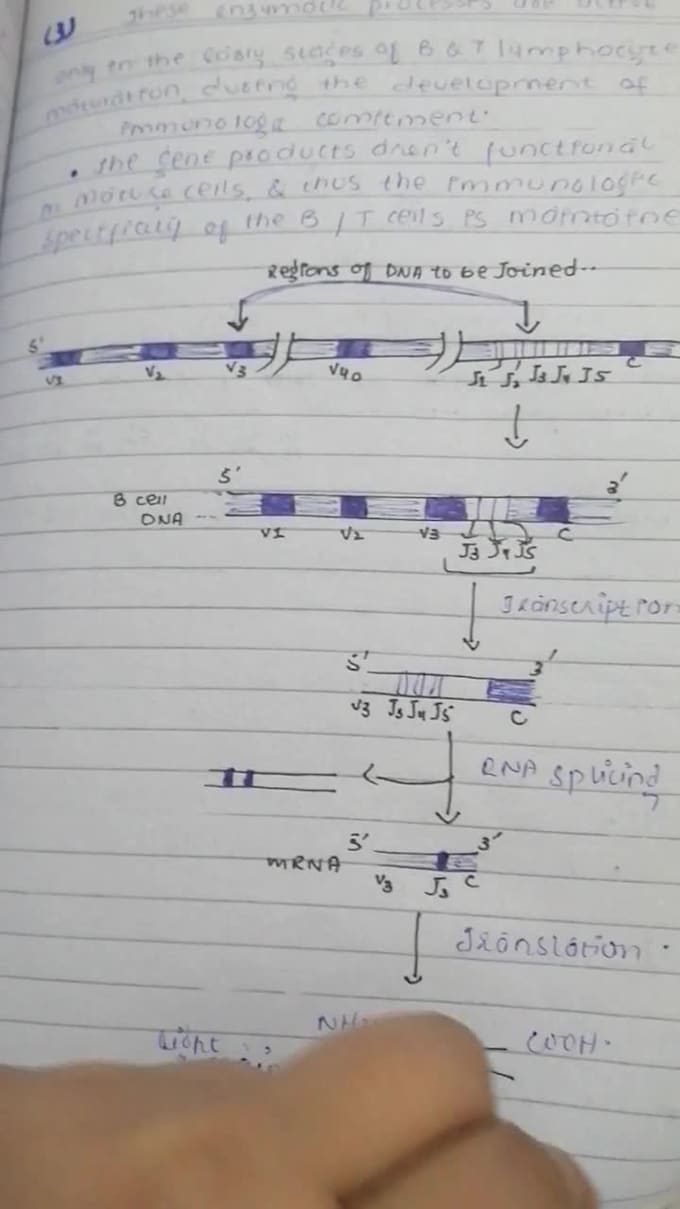 Write beautiful handwritten notes and assignments by Uroojamjad | Fiverr