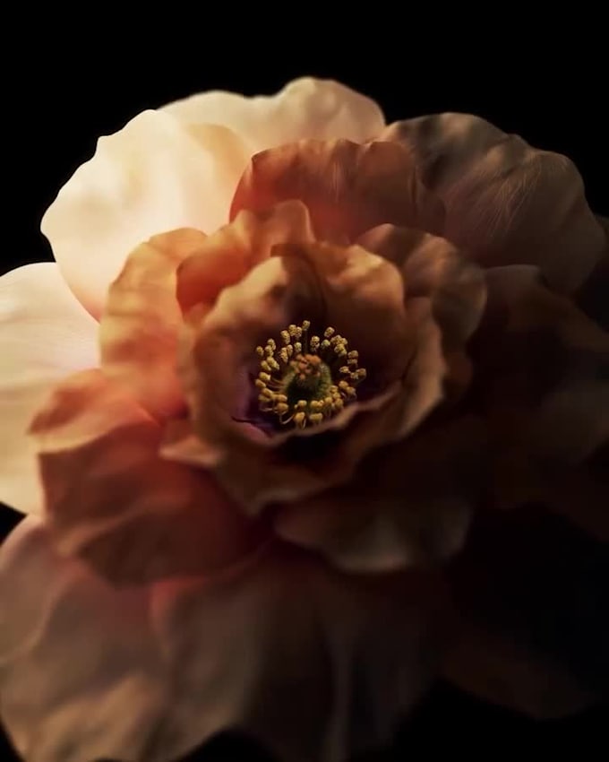 Create 3d flower animation, cgi flower design, 3d plant animation, 3d ...
