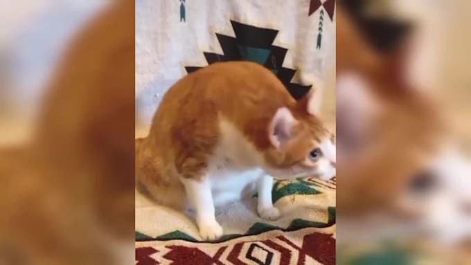 Create funny animals compilation for youtube with seo channel setup by ...