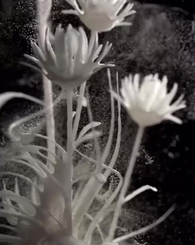 Lifelike 3d flower model, 3d flower animation, cgi animation by ...