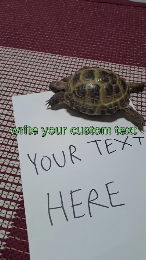 Take a photo with a tortoise with your message on paper by Jonskuvigui ...