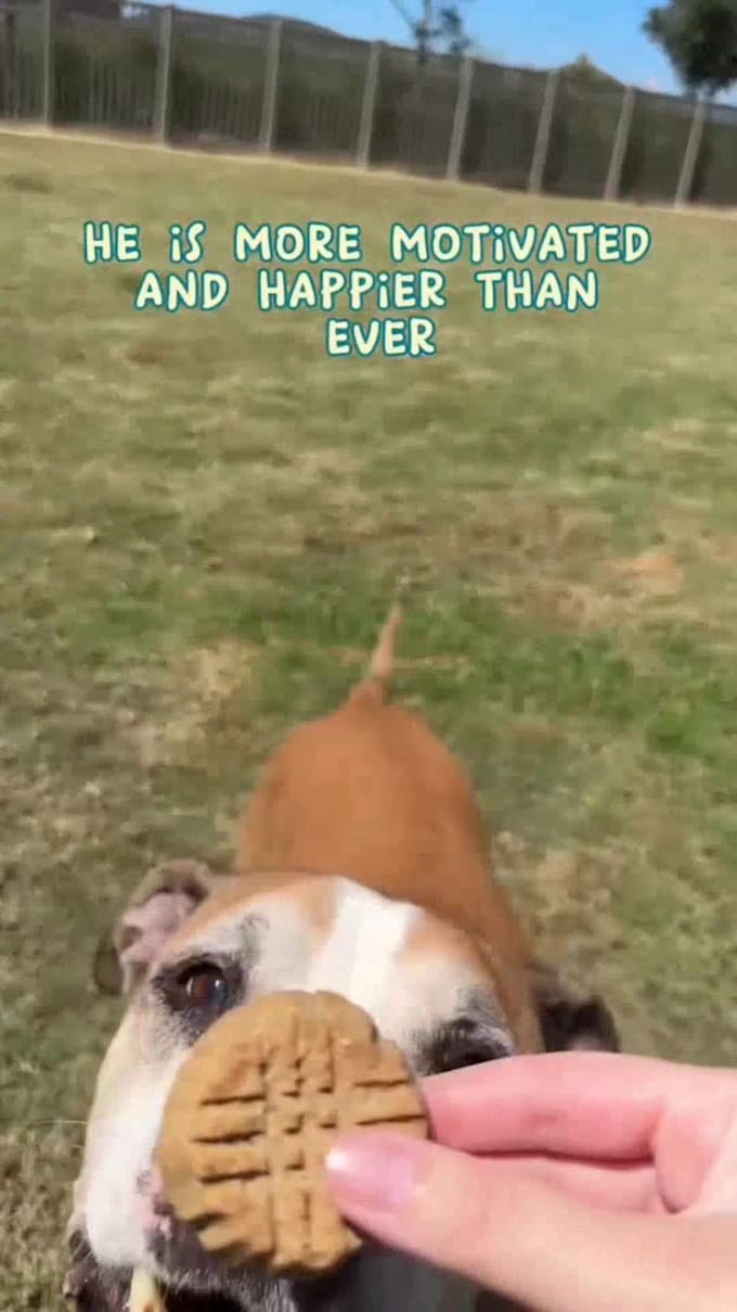 Create ugc dog content for tiktok or video ads by Jessie_morgan | Fiverr