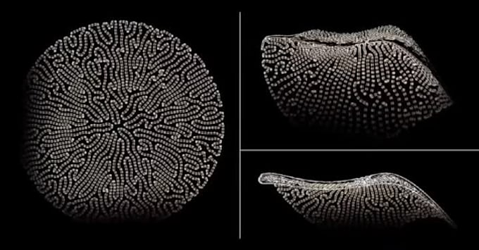 Create unique parametric pattern designs by Panpanini | Fiverr