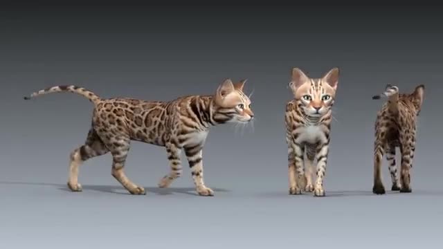 Create realistic cgi 3d animal animation 3d animal model fur texture ...